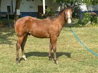 Barrel Horse World - Classifieds, articles, racing, forums!